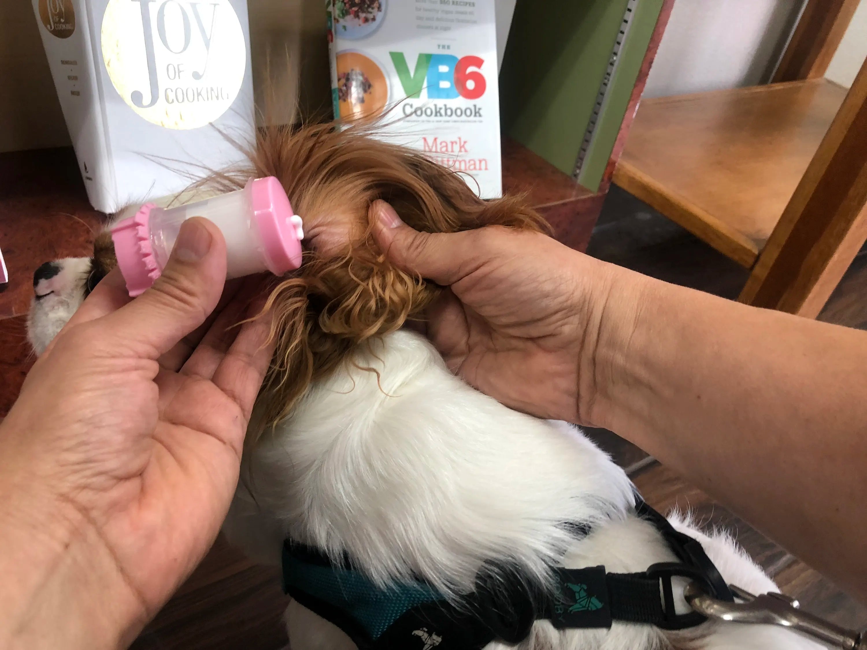 How To Apply Topicals Into Your Pet's Ear | TICKER Mini
